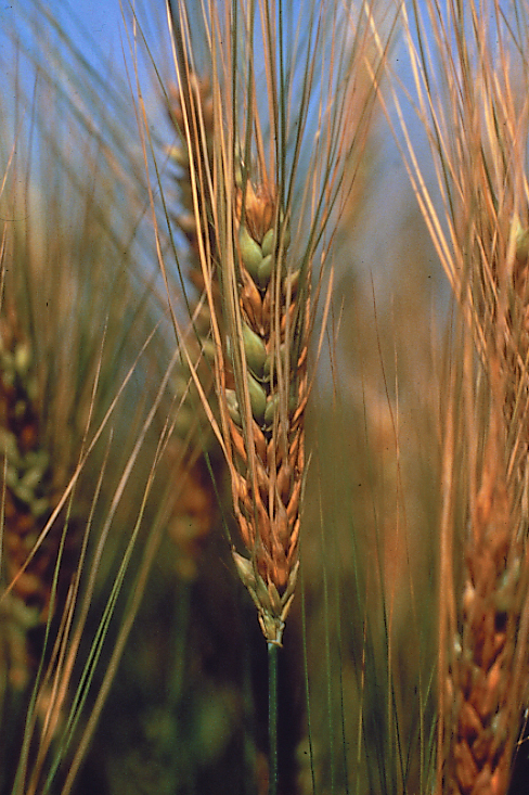 Barley | Diseases and Pests, Description, Uses, Propagation