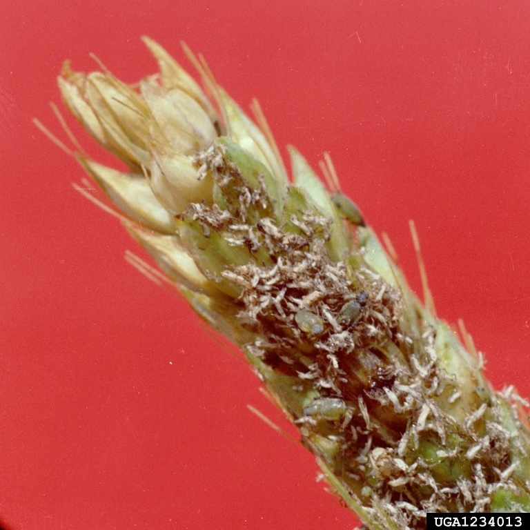 Barley | Diseases and Pests, Description, Uses, Propagation