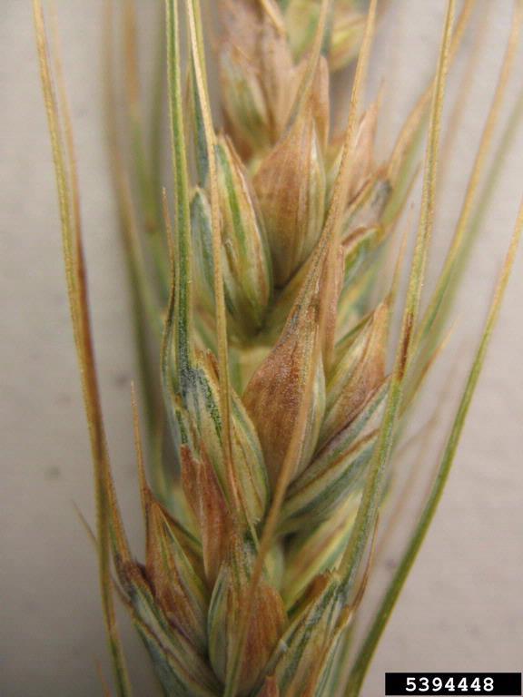 Barley | Diseases and Pests, Description, Uses, Propagation
