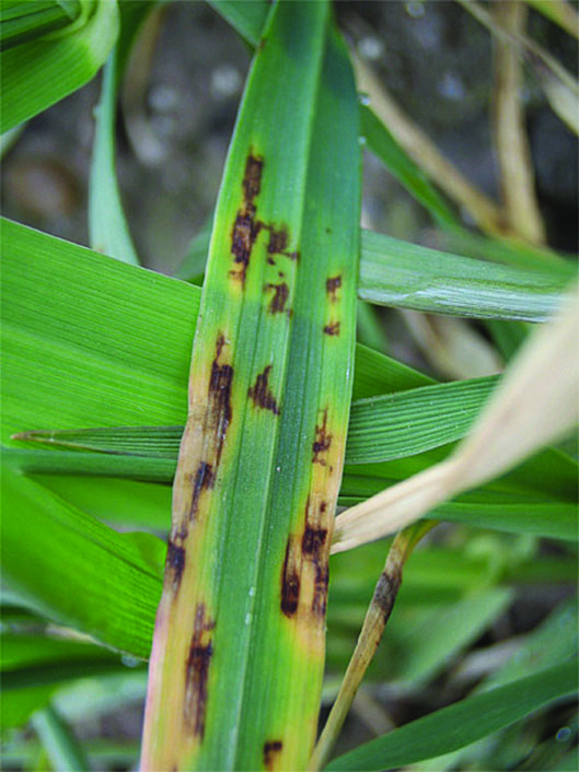 Barley | Diseases and Pests, Description, Uses, Propagation