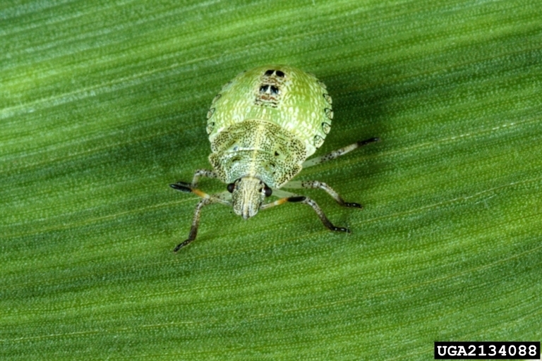 Barley | Diseases and Pests, Description, Uses, Propagation