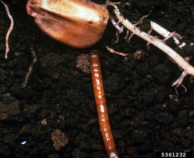 Barley | Diseases and Pests, Description, Uses, Propagation