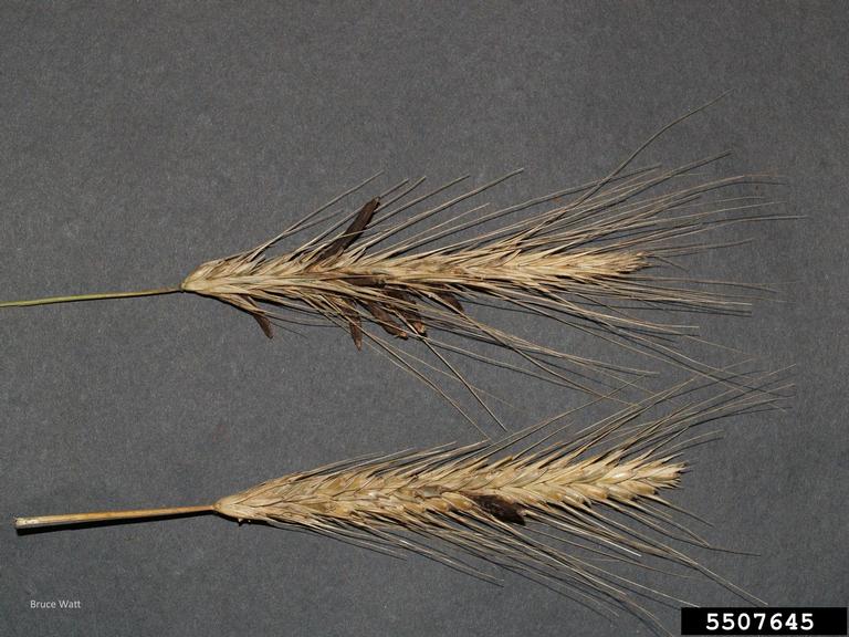 Barley | Diseases and Pests, Description, Uses, Propagation