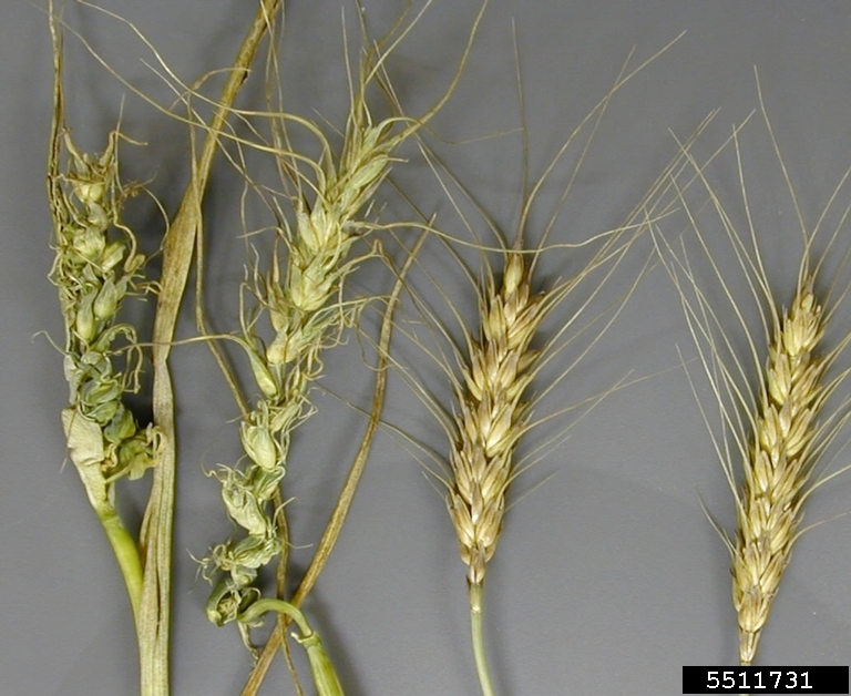 Barley | Diseases and Pests, Description, Uses, Propagation