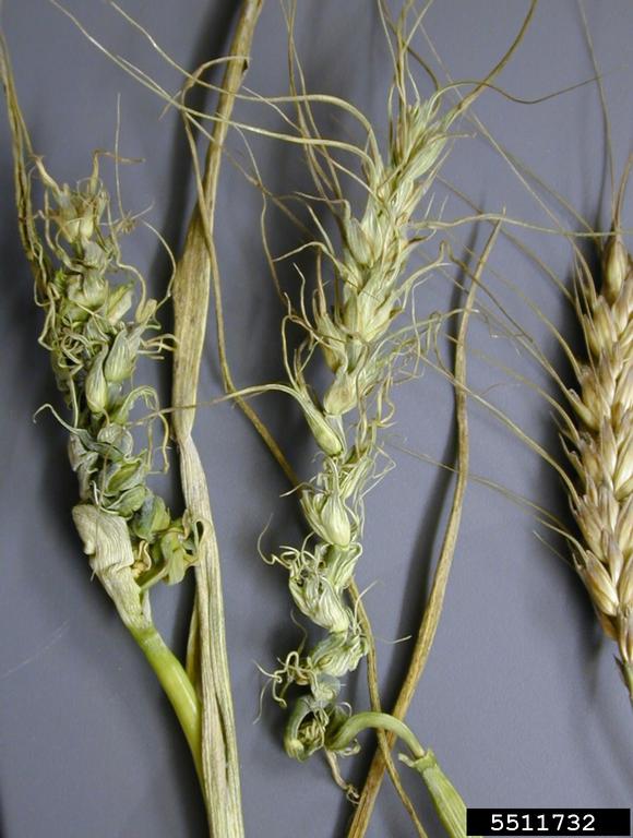 Barley | Diseases and Pests, Description, Uses, Propagation
