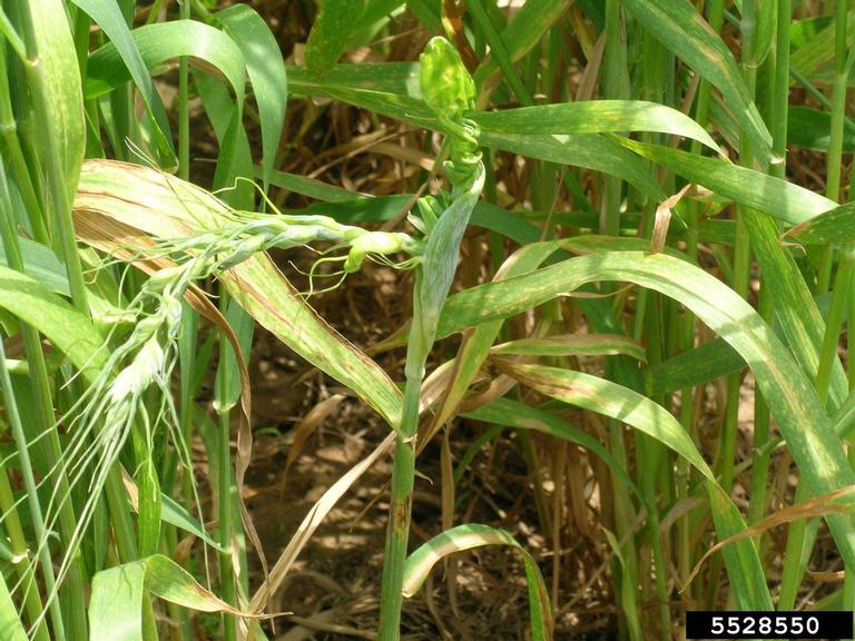 Barley | Diseases and Pests, Description, Uses, Propagation