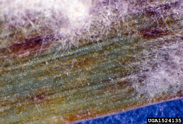 Barley | Diseases and Pests, Description, Uses, Propagation