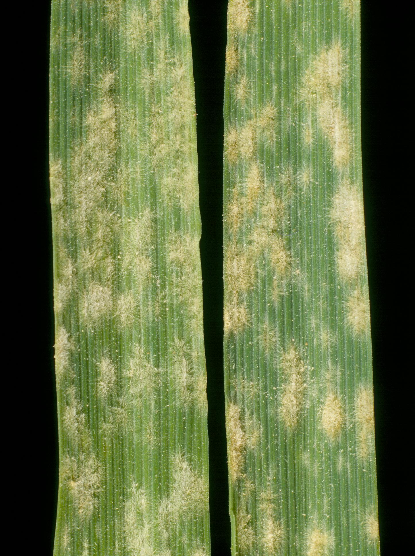 Barley | Diseases and Pests, Description, Uses, Propagation