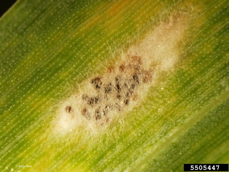 Barley | Diseases and Pests, Description, Uses, Propagation