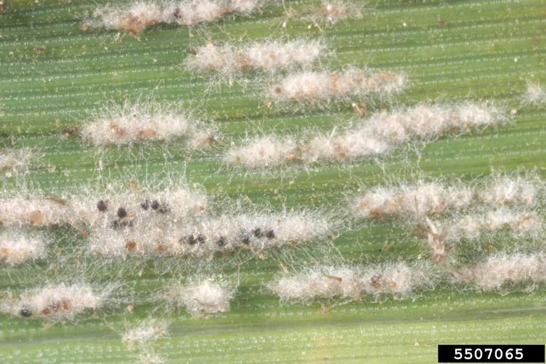 Barley | Diseases and Pests, Description, Uses, Propagation