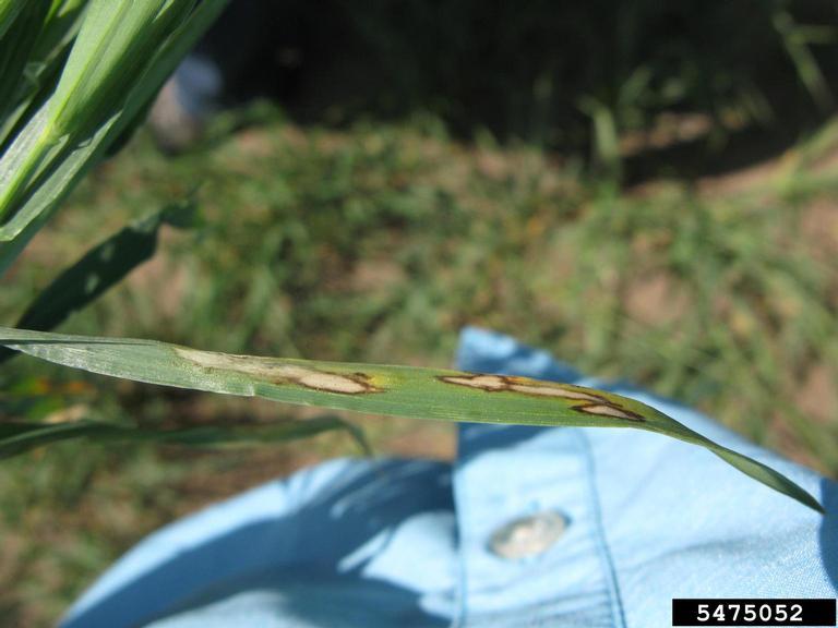Barley | Diseases and Pests, Description, Uses, Propagation