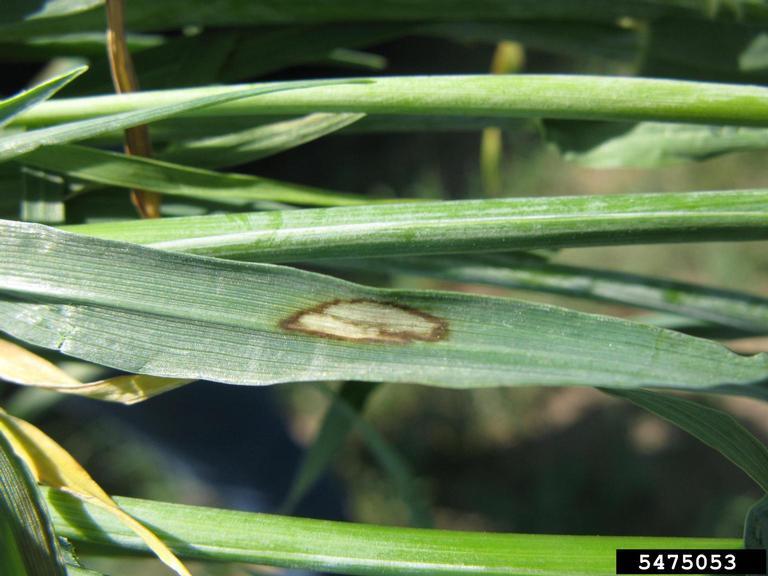 Barley | Diseases and Pests, Description, Uses, Propagation