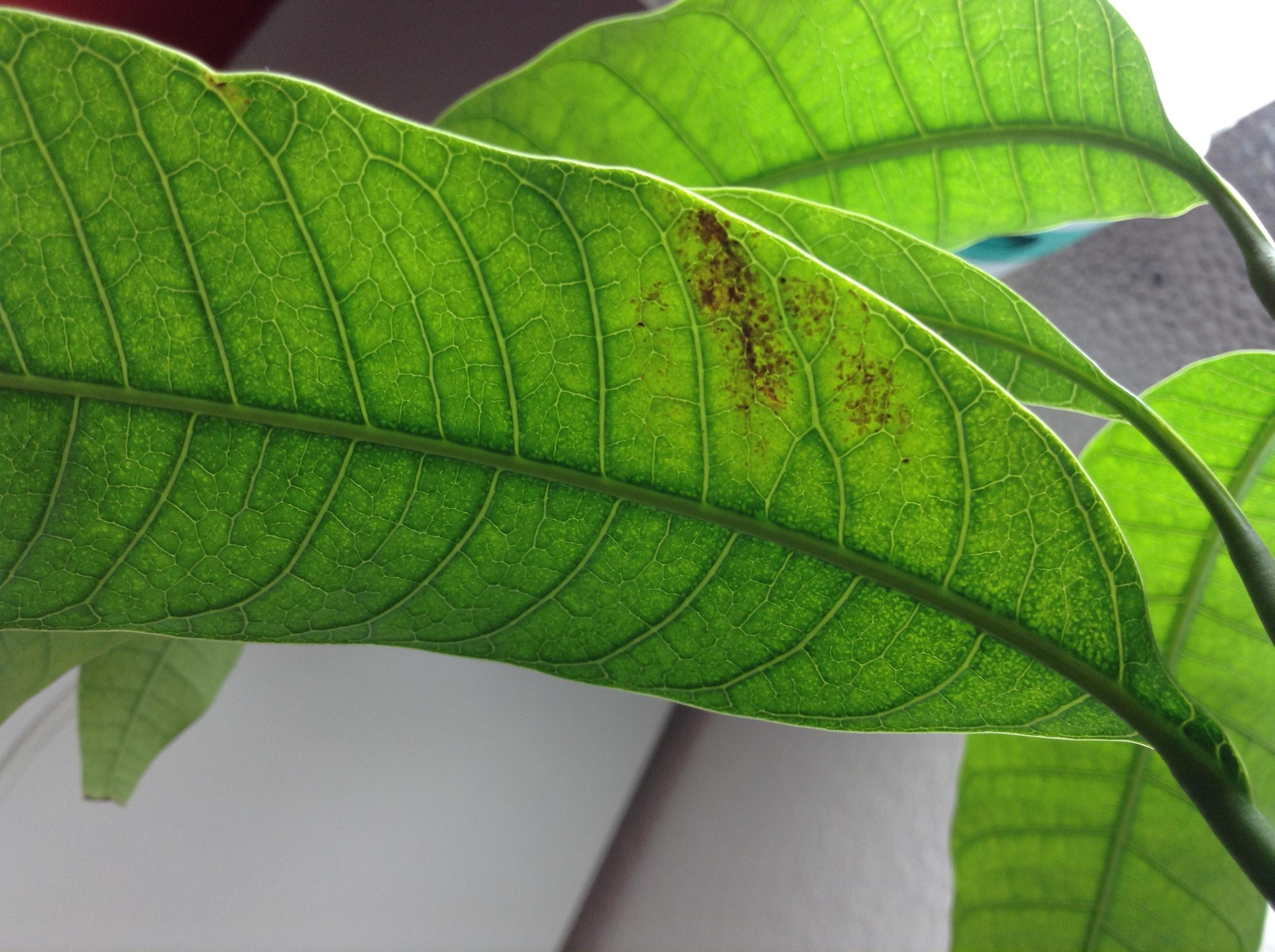 Mango | Mango seedling leaf diseases.