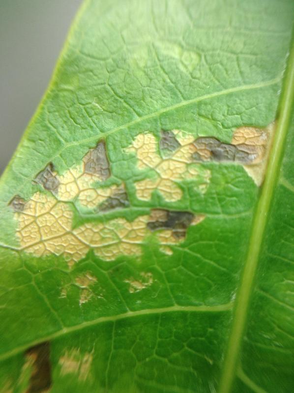 Mango | Mango seedling leaf diseases.