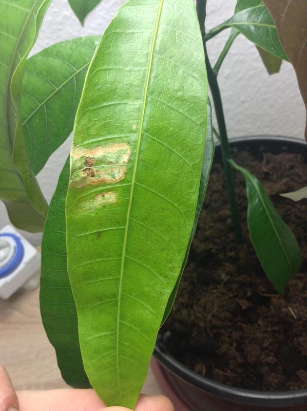 Mango | Mango seedling leaf diseases.