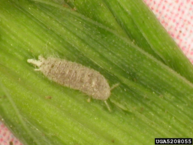 Barley | Diseases and Pests, Description, Uses, Propagation