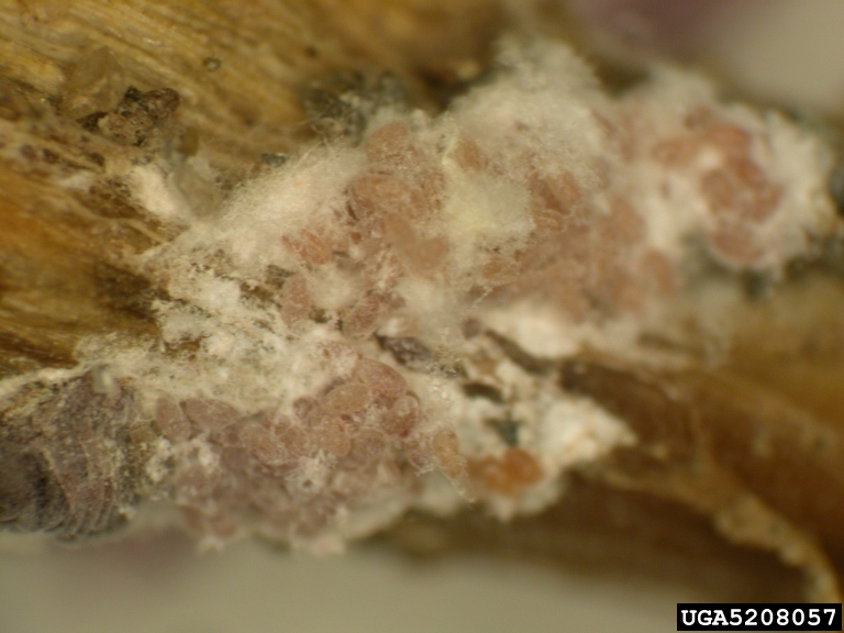 Barley | Diseases and Pests, Description, Uses, Propagation