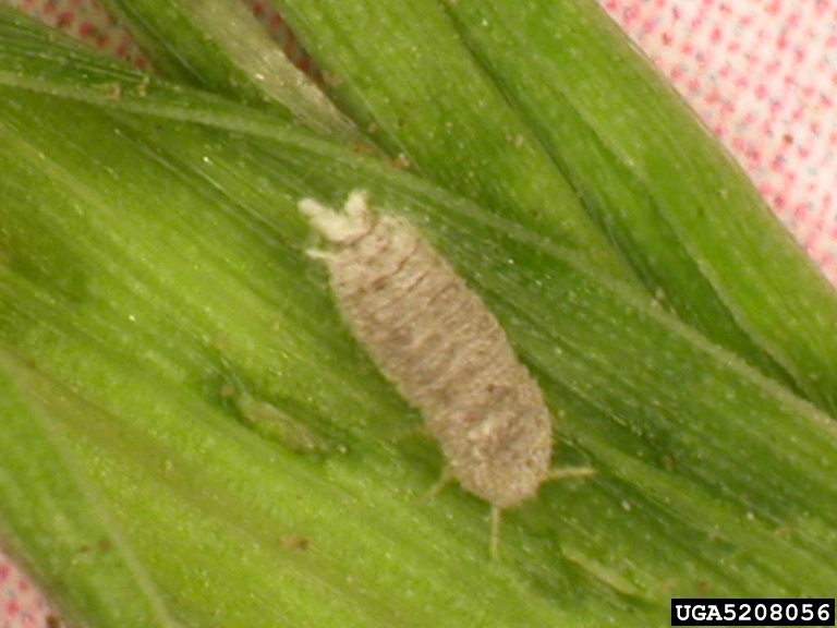 Barley | Diseases and Pests, Description, Uses, Propagation