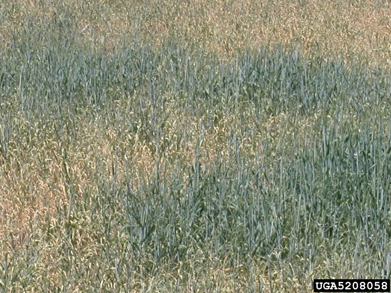 Barley | Diseases and Pests, Description, Uses, Propagation