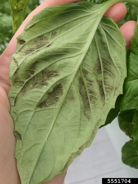 Basil | Diseases and Pests, Description, Uses, Propagation