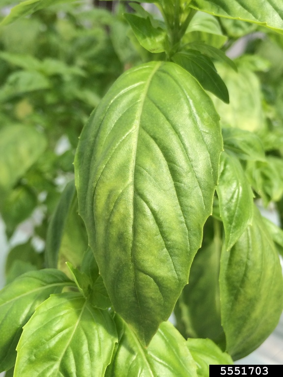 Basil | Diseases and Pests, Description, Uses, Propagation
