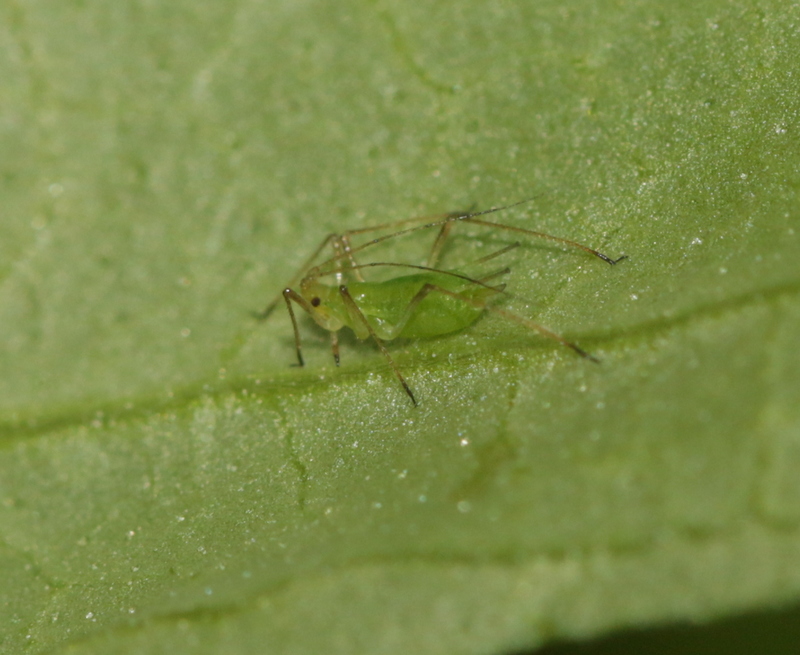 Basil | Diseases and Pests, Description, Uses, Propagation