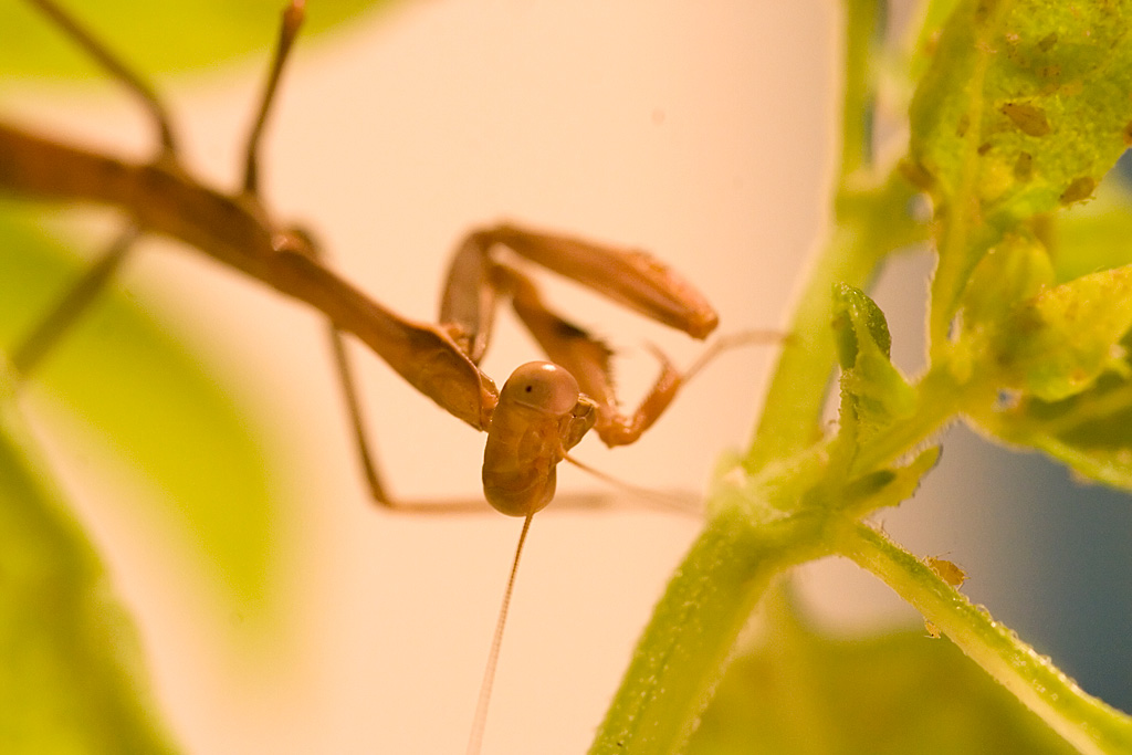 Basil | Diseases and Pests, Description, Uses, Propagation