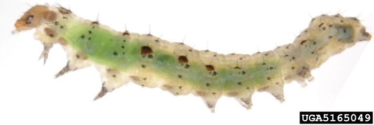 Basil | Diseases and Pests, Description, Uses, Propagation