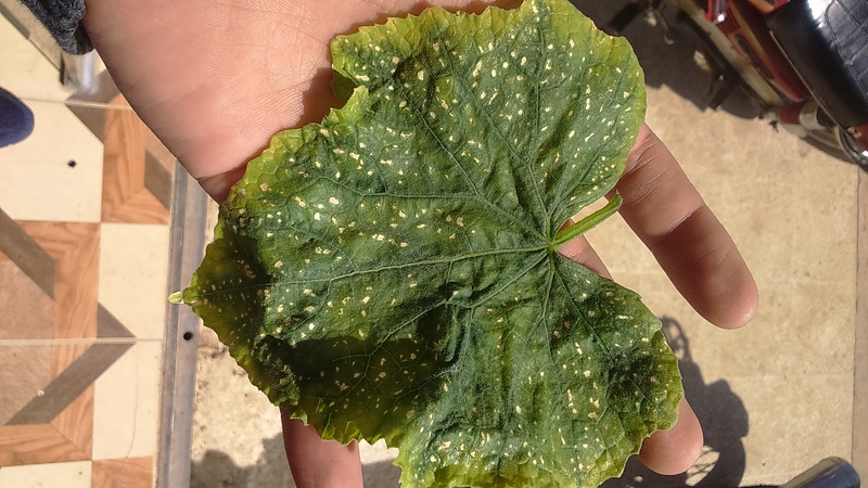 Cucumber | What causes the disease?