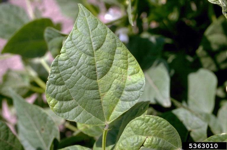 Bean | Diseases and Pests, Description, Uses, Propagation