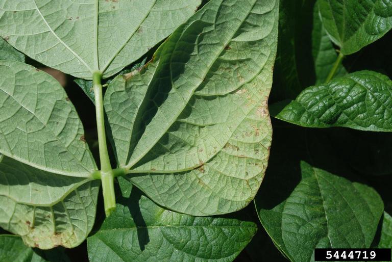 Bean | Diseases and Pests, Description, Uses, Propagation