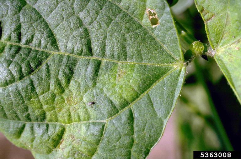 Bean | Diseases and Pests, Description, Uses, Propagation