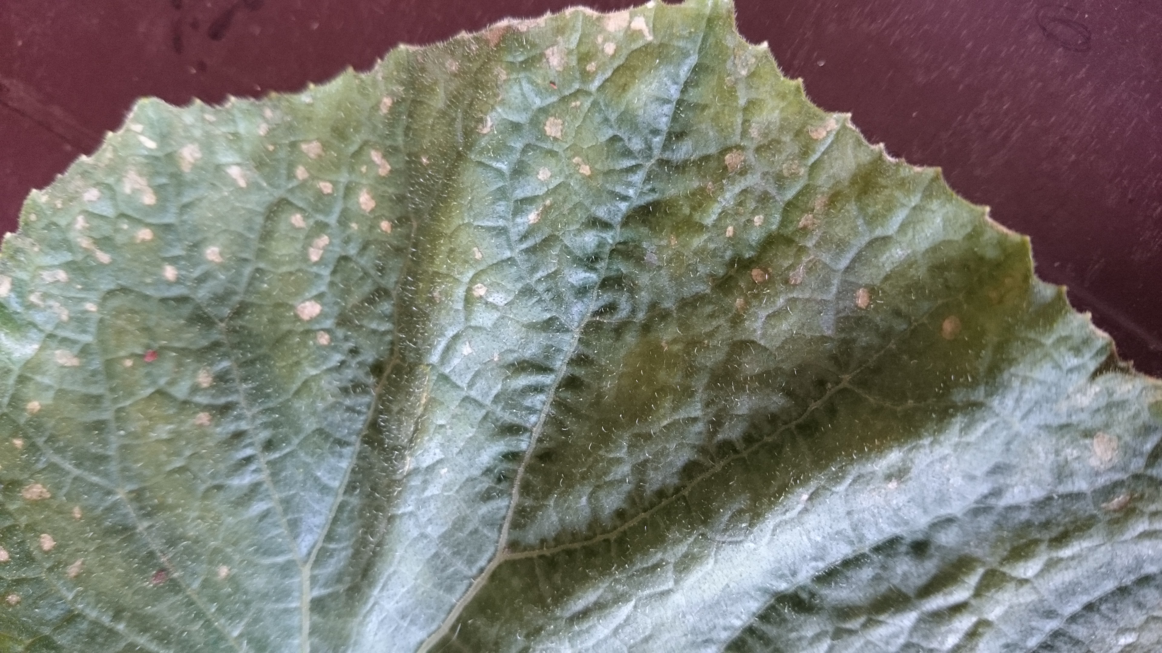 Cucumber | What causes the disease?