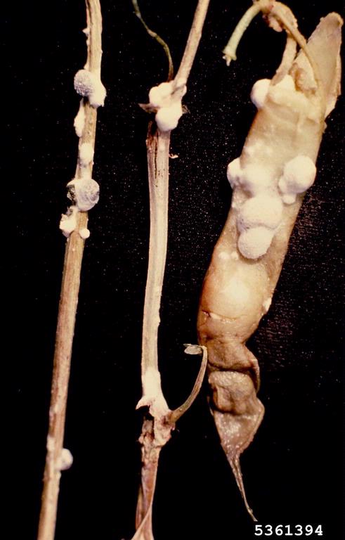 Bean | Diseases and Pests, Description, Uses, Propagation