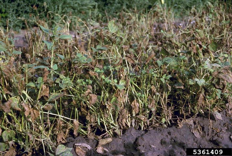 Bean | Diseases and Pests, Description, Uses, Propagation