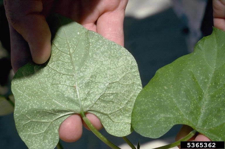 Bean | Diseases and Pests, Description, Uses, Propagation