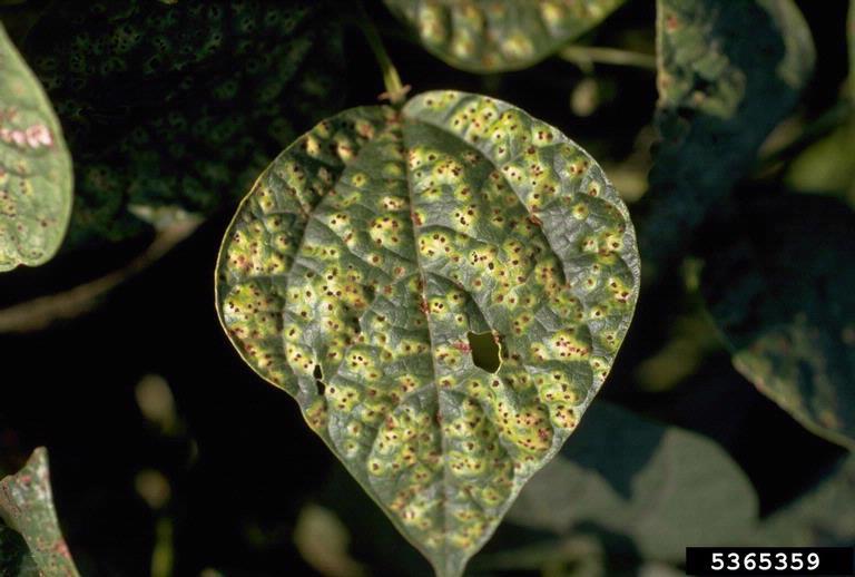 Bean | Diseases and Pests, Description, Uses, Propagation