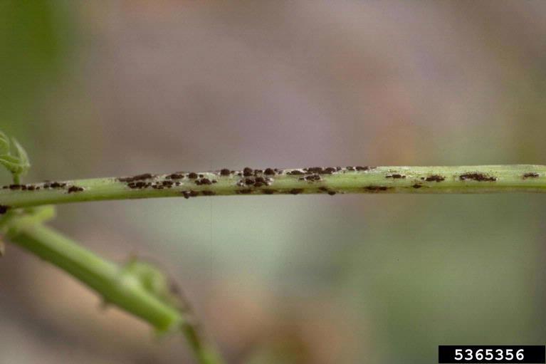 Bean | Diseases and Pests, Description, Uses, Propagation