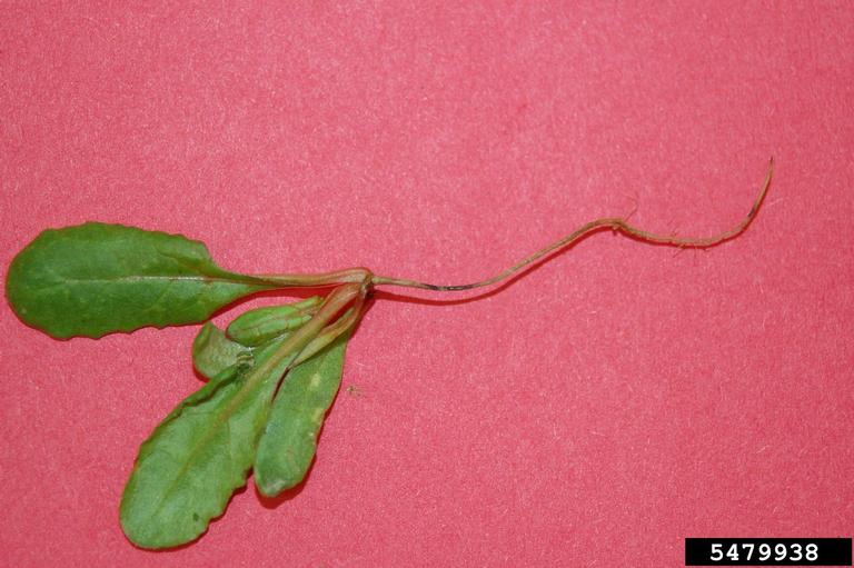 Beet | Diseases and Pests, Description, Uses, Propagation