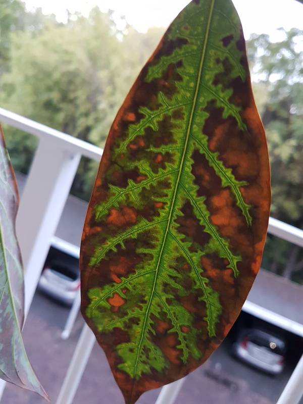 Avocado | Avocado tree leaves turing brown