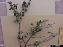 Blackberry | Diseases and Pests, Description, Uses, Propagation