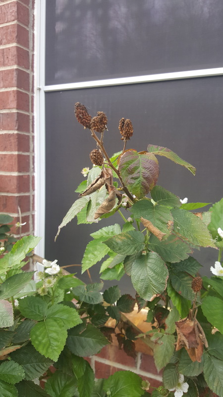 Blackberry | Blackberries dying before ripening