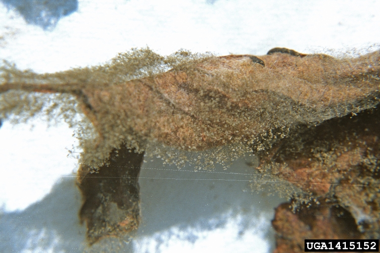 Blackberry | Diseases and Pests, Description, Uses, Propagation