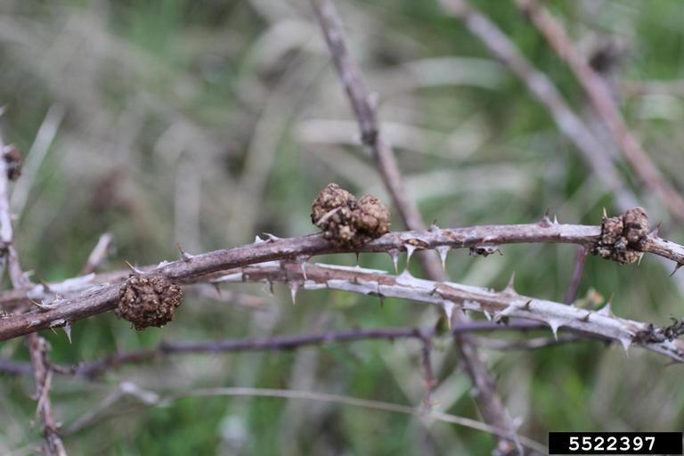 Blackberry | Diseases and Pests, Description, Uses, Propagation