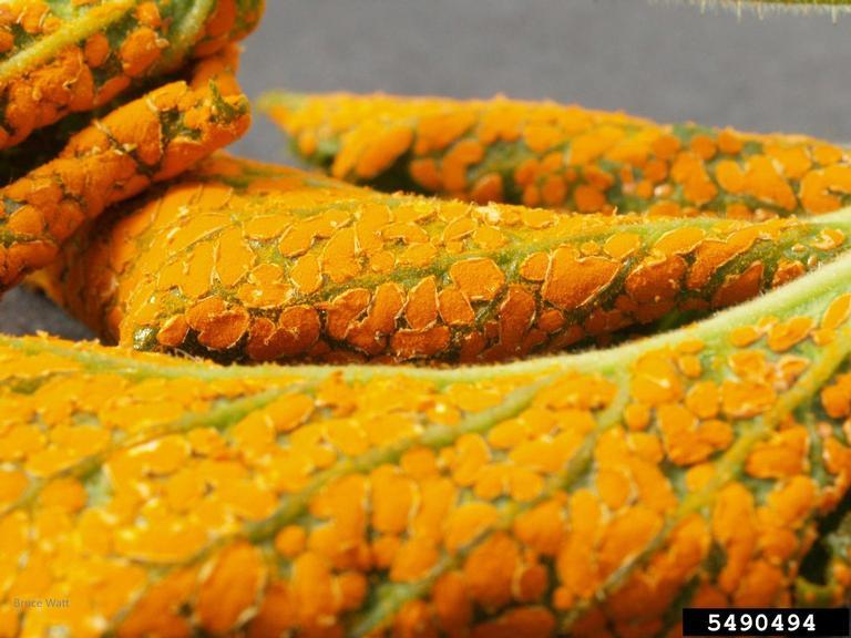 Blackberry | Diseases and Pests, Description, Uses, Propagation