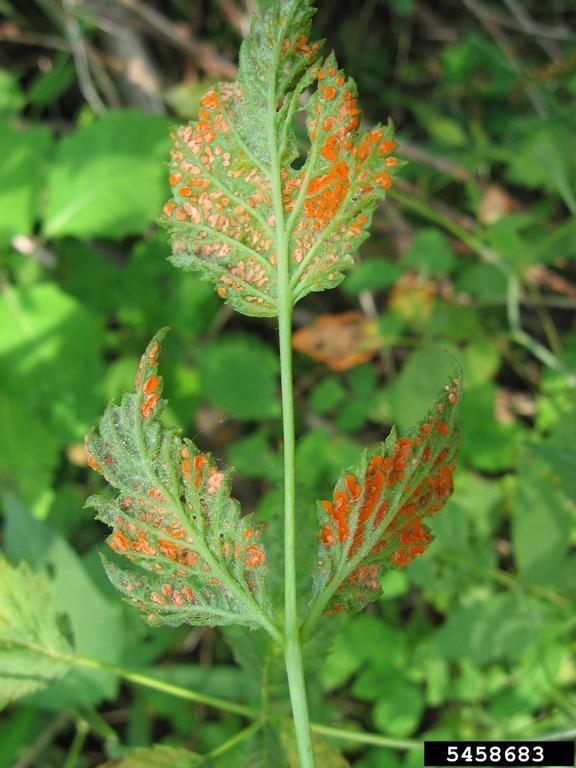 Blackberry | Diseases and Pests, Description, Uses, Propagation