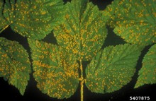 Raspberry | Diseases and Pests, Description, Uses, Propagation