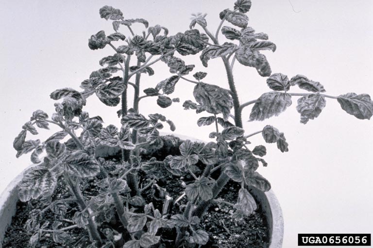 Raspberry | Diseases and Pests, Description, Uses, Propagation