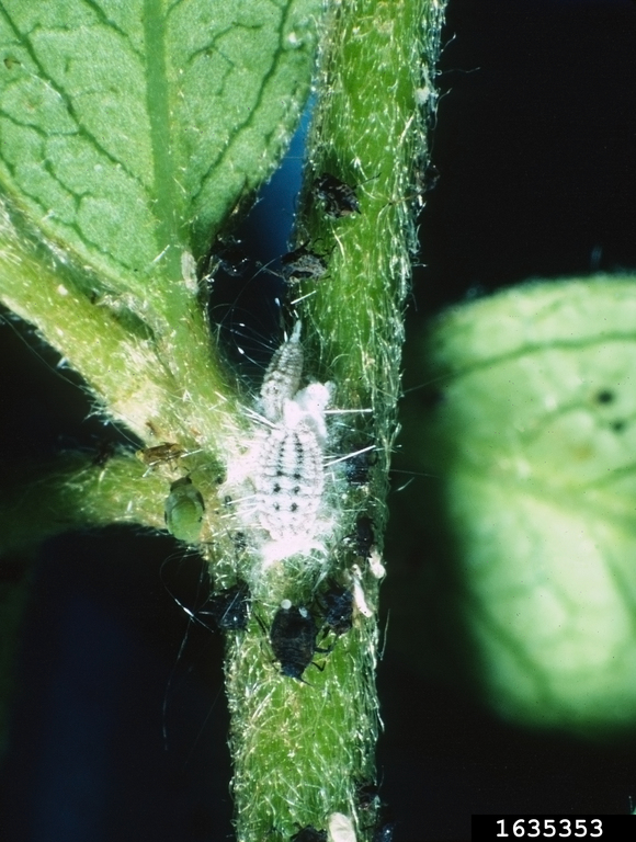 Black pepper | Diseases and Pests, Description, Uses, Propagation