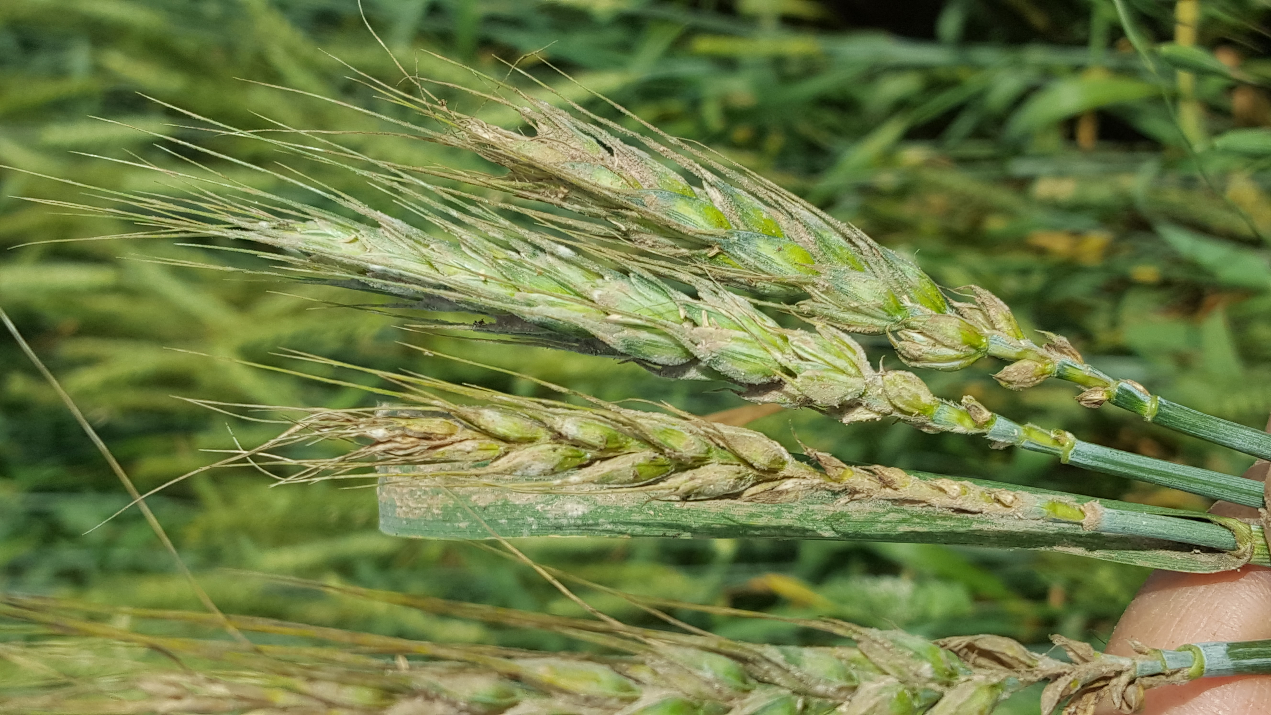 Wheat | Powdery mass on wheat leaves and on Awns